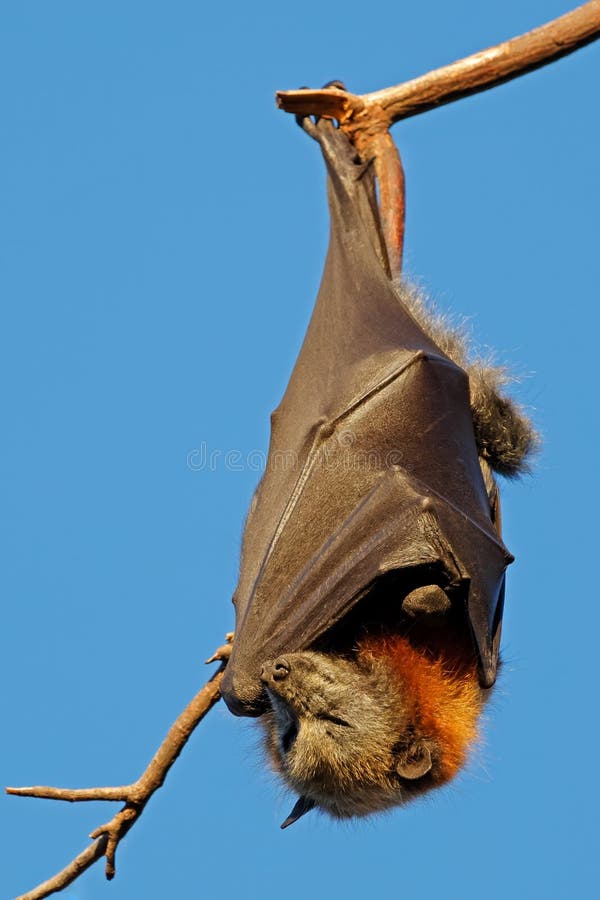 A Grey-headed Flying Fox Hanging in a Tree during the Day, South ...