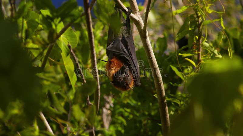 A Grey-Headed Flying Fox Hanging from a Tree. Stock Video - Video of ...