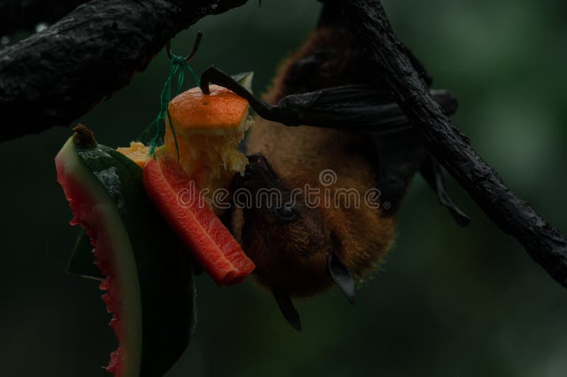 Two Grey-headed Flying Foxes on the Tree Upside Down during the Rainy ...