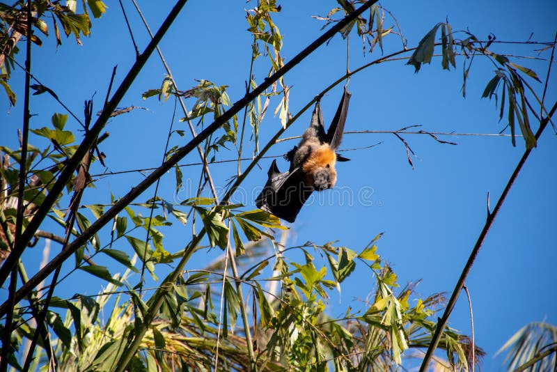 Grey-headed Flying Foxes Hanging in a Tree. Australian Native Animal ...