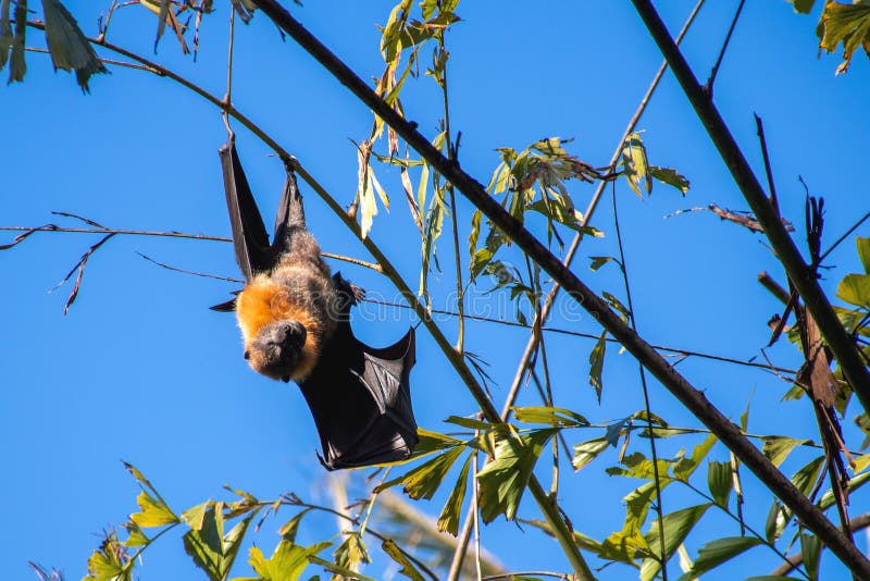 Grey-headed Flying Foxes Hanging in a Tree. Australian Native Animal ...