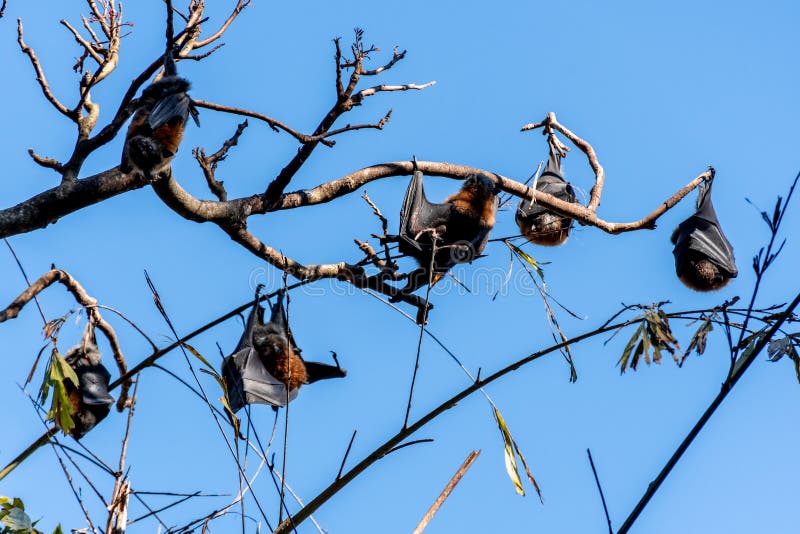 Grey-headed Flying Foxes Hanging in a Tree. Australian Native Animal ...