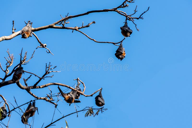 Grey-headed Flying Foxes Hanging in a Tree. Australian Native Animal ...