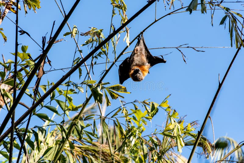 Grey-headed Flying Foxes Hanging in a Tree. Australian Native Animal ...