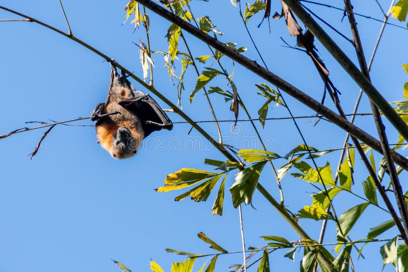 Grey-headed Flying Foxes Hanging in a Tree. Australian Native Animal ...