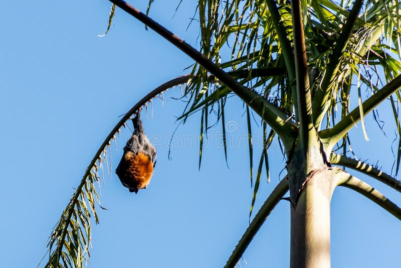 Grey-headed Flying Foxes Hanging in a Tree. Australian Native Animal ...