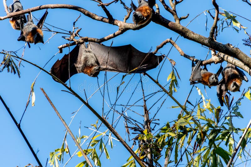 374 Flying Foxes Hanging Tree Stock Photos - Free & Royalty-Free Stock ...