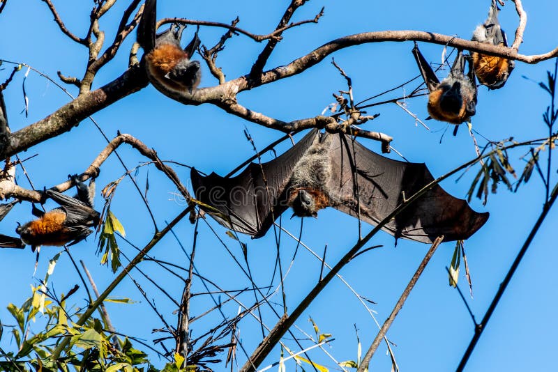 Grey-headed Flying Foxes Hanging in a Tree. Australian Native Animal ...