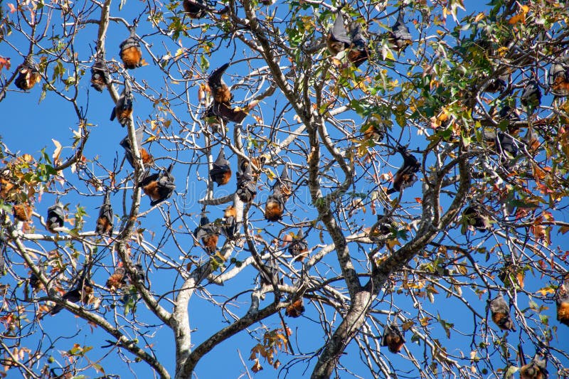 Grey-headed Flying Foxes Hanging in a Tree. Australian Native Animal ...