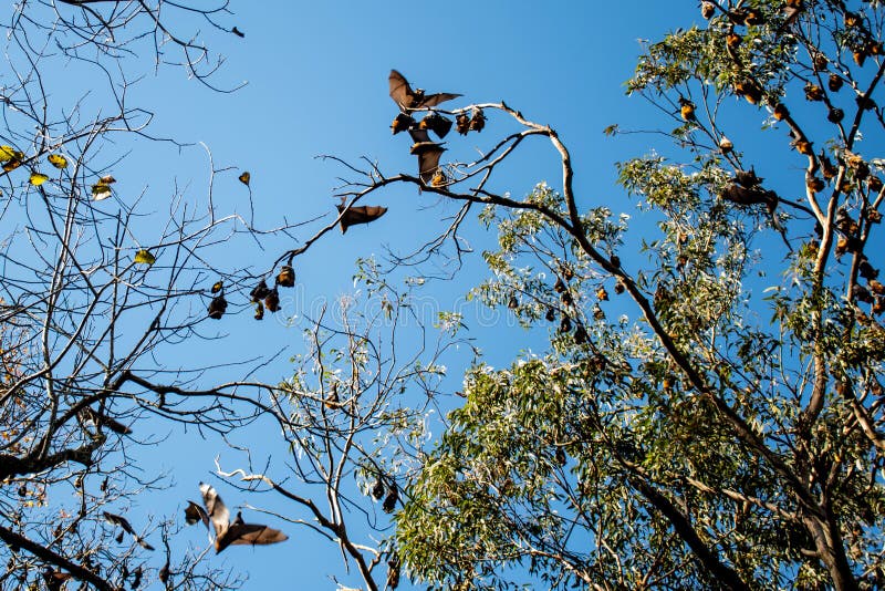 Grey-headed Flying Foxes Hanging in a Tree. Australian Native Animal ...