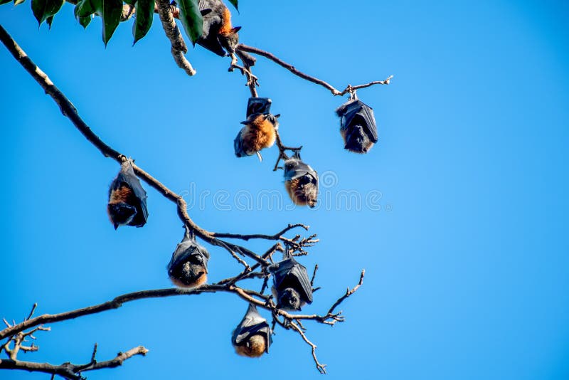 Grey-headed Flying Foxes Hanging in a Tree. Australian Native Animal ...