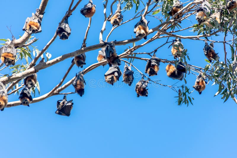 Grey-headed Flying Foxes Hanging in a Tree. Australian Native Animal ...
