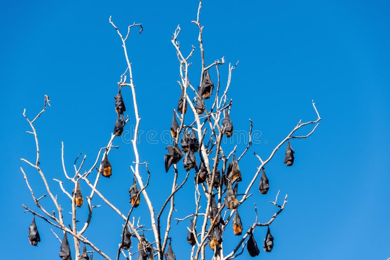 Grey-headed Flying Foxes Hanging in a Tree. Australian Native Animal ...
