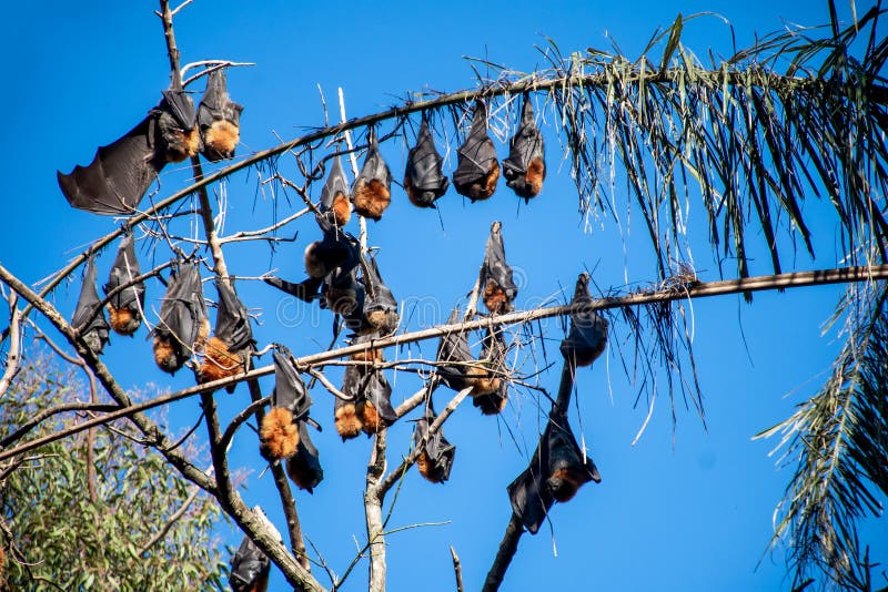 Grey-headed Flying Foxes Hanging in a Tree. Australian Native Animal ...