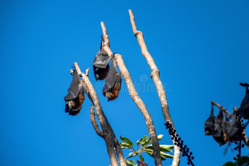 Grey-headed Flying Foxes Hanging in a Tree. Australian Native Animal ...