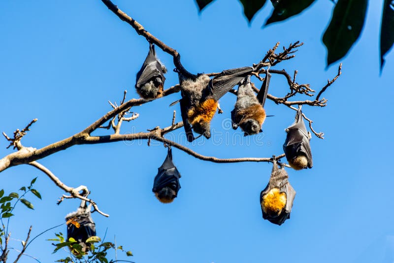 Grey-headed Flying Foxes Hanging in a Tree. Australian Native Animal ...