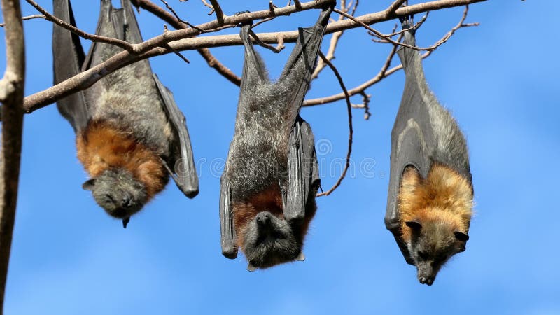 Grey-headed Flying-foxes Hanging in a Tree during the Day, South ...