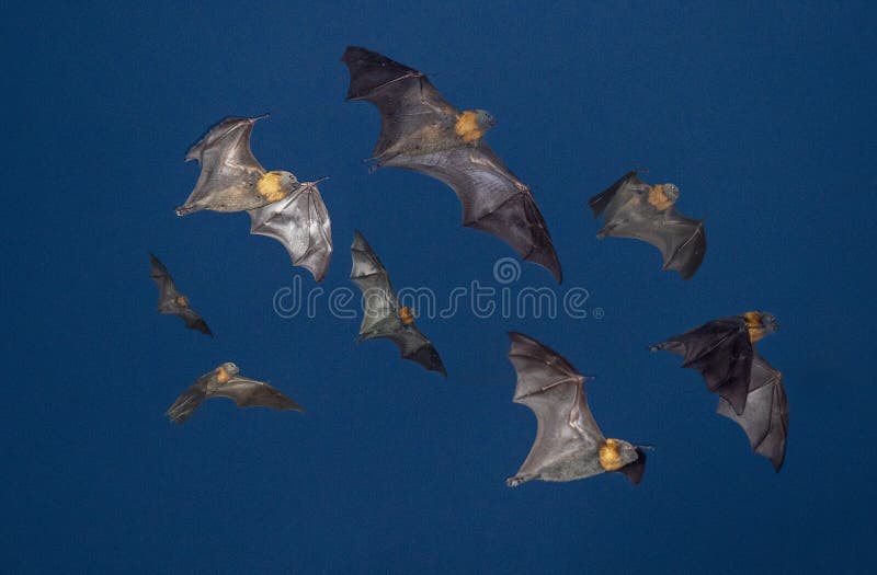 Grey Headed Flying Foxes at Night Stock Photo - Image of headed, foxes ...