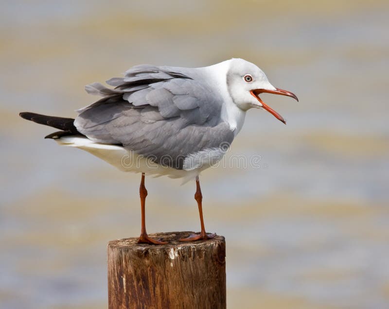 Grey-Headed Gull stock photo. Image of wing, animal, nature - 12251254