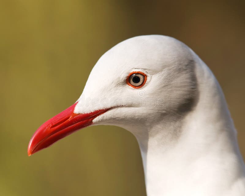 Grey headed gull stock photo. Image of cirrocephalus - 29280272