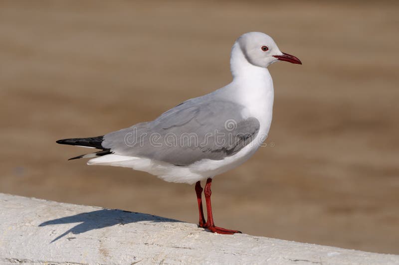 Grey-headed Gull stock photo. Image of cirrocephalus - 29417758