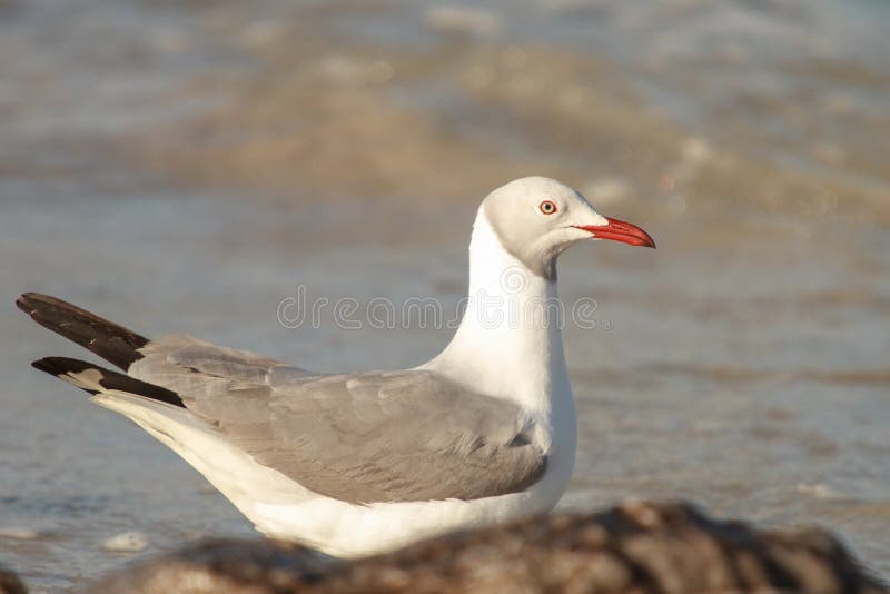 Grey-headed Gull stock photo. Image of breeding, plumage - 93144320