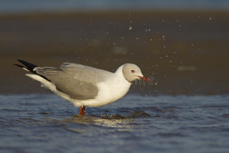 Grey-headed gull stock photo. Image of drinking, birds - 72022398