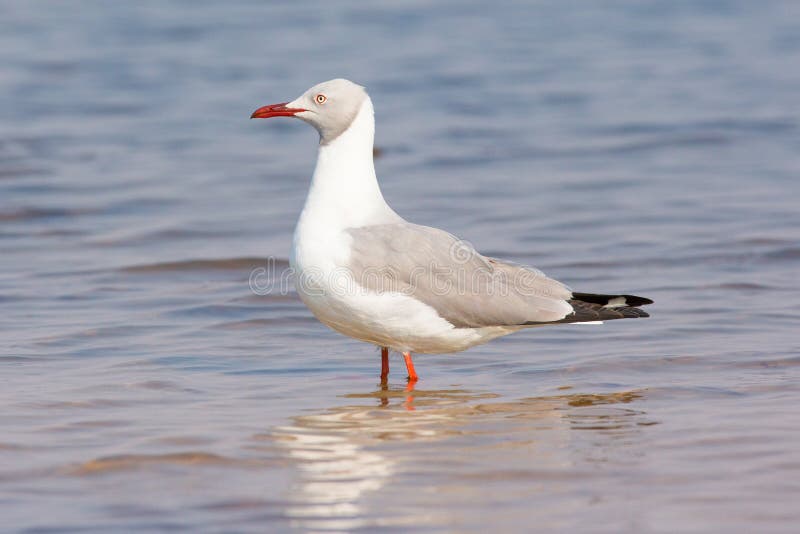 Cow standing in the river stock photo. Image of farm - 218699312