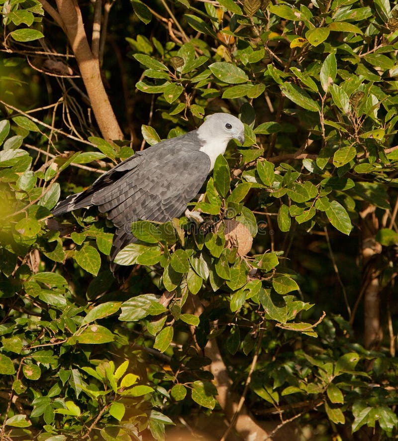 Grey-headed Kite stock photo. Image of natural, leptodon - 26589958