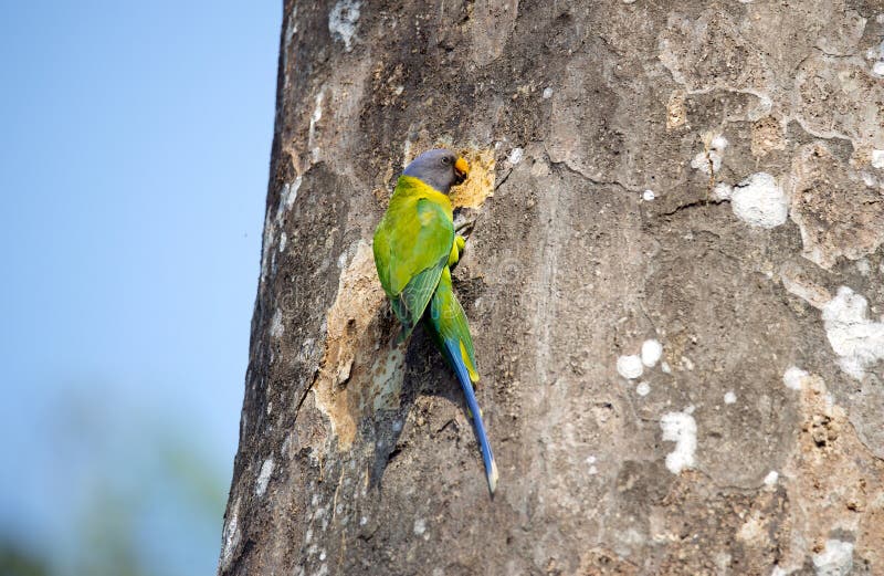 Parrot stock image. Image of beak, parrot, avian, parakeet - 270542293