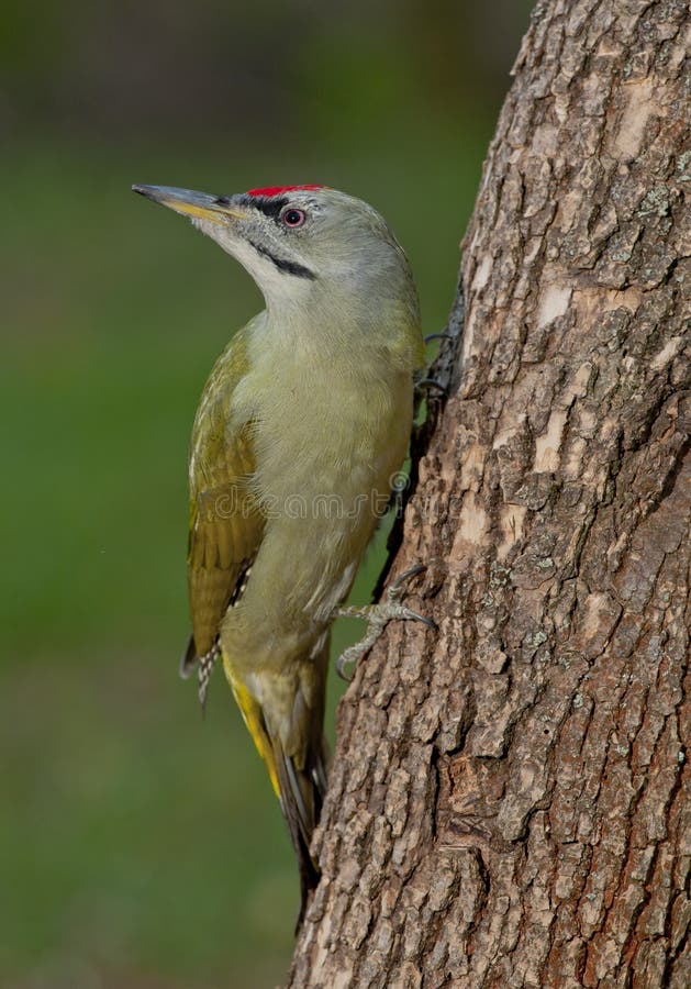 Grey-headed Woodpecker (Picus Canus) Stock Image - Image of living ...