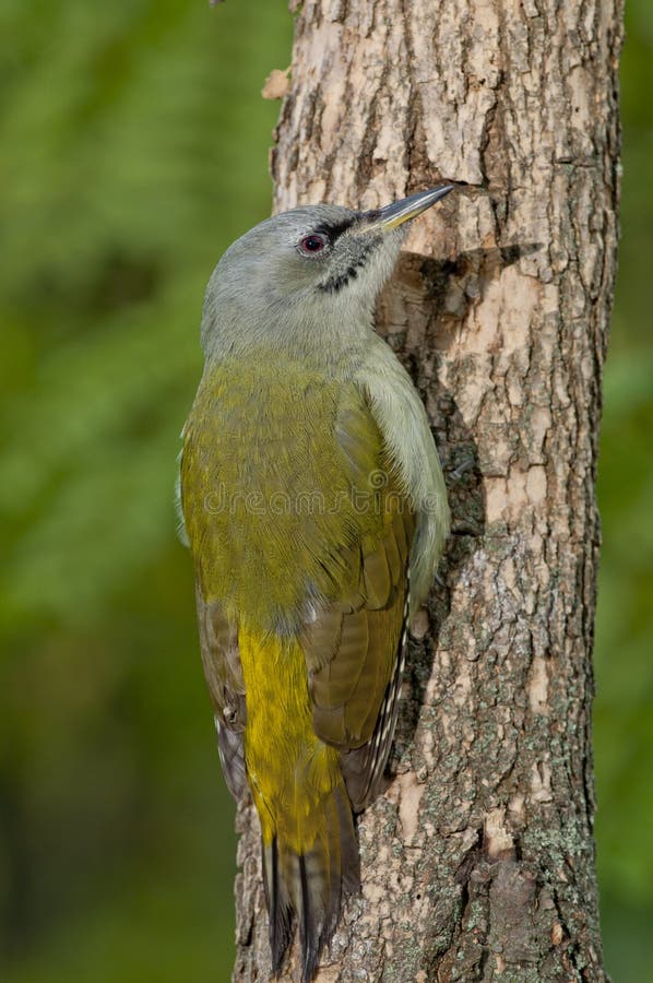 Grey-headed Woodpecker (Picus Canus) Stock Photo - Image of colored ...