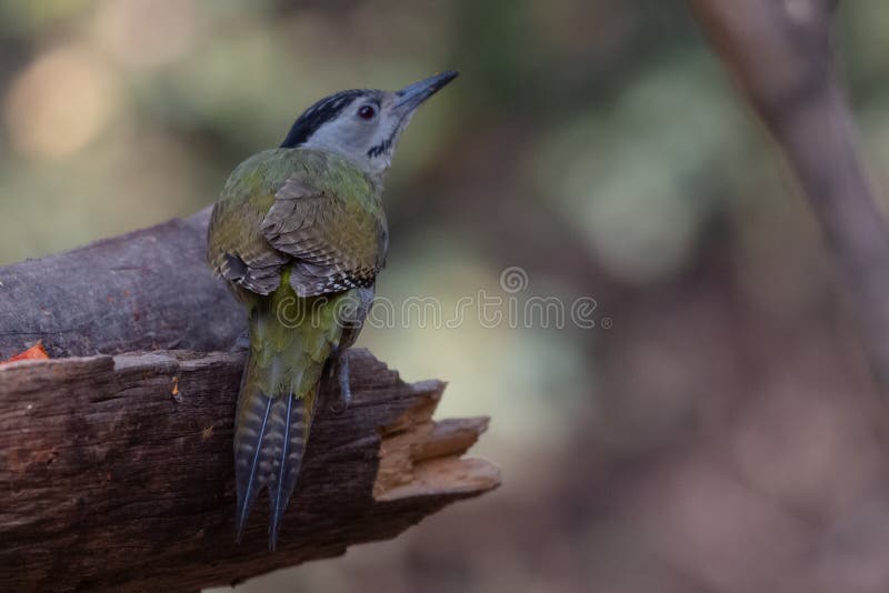 Grey-Headed Woodpecker Picus Canus Bird in Sattal Stock Photo - Image ...