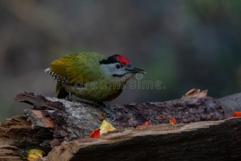 Grey-Headed Woodpecker Picus Canus Bird in Sattal Stock Image - Image ...