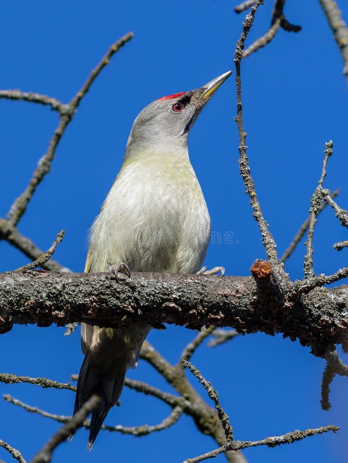 Grey-headed Woodpecker, Picus Canus. a Bird Sits on a Tree Branch Stock ...
