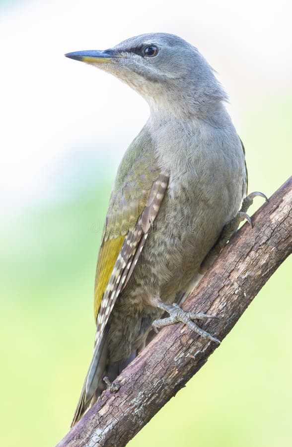 Grey-headed Woodpecker, Picus Canus. Close-up of a Bird Stock Image ...
