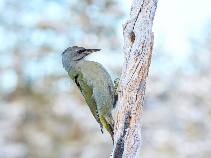 Grey-headed Woodpecker (Picus Canus Stock Photo - Image of woodpecker ...
