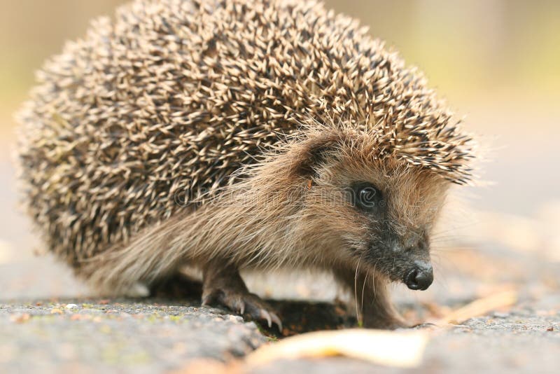 GREY hedgehog stock image. Image of park, bristle, animal - 56951777