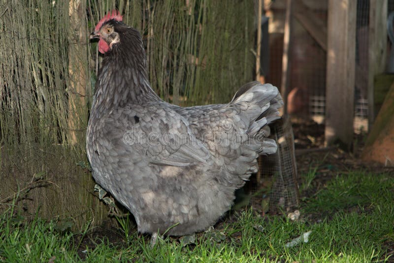 Grey Hen on the Field Close To Hen House Stock Image - Image of pets ...