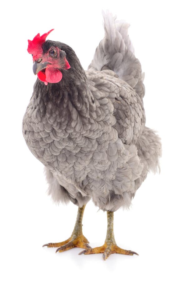 Grey hen. stock photo. Image of animals, closeup, grey - 98882070