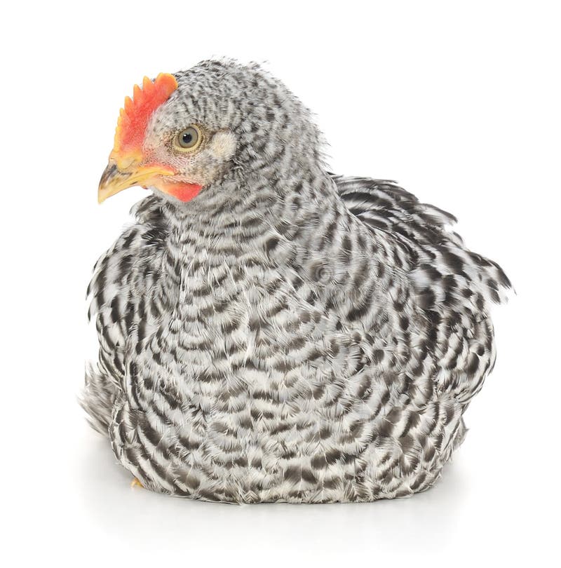 Grey hen isolated stock image. Image of agriculture - 139486001