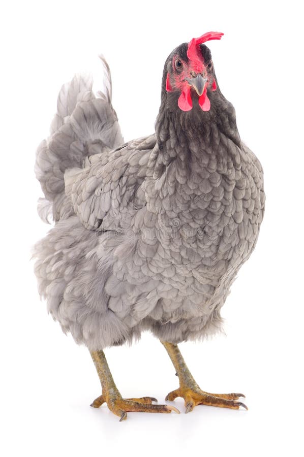 Grey hen. stock photo. Image of poultry, nature, color - 102311356