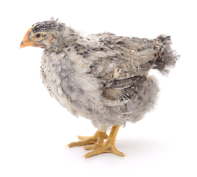 Grey hen with egg stock image. Image of agriculture, closeup - 20722097