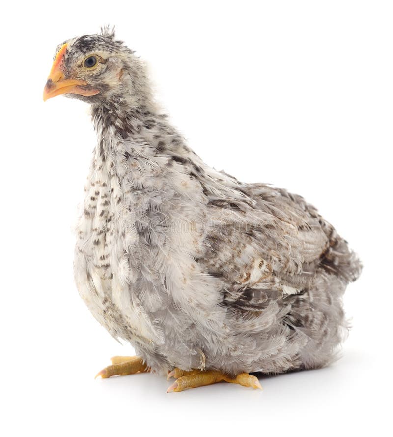 Grey hen isolated stock photo. Image of standing, poultry - 271687736