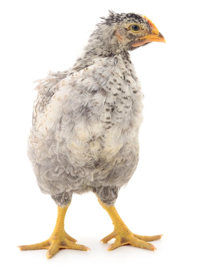 Grey hen isolated stock photo. Image of standing, chicken - 300684272