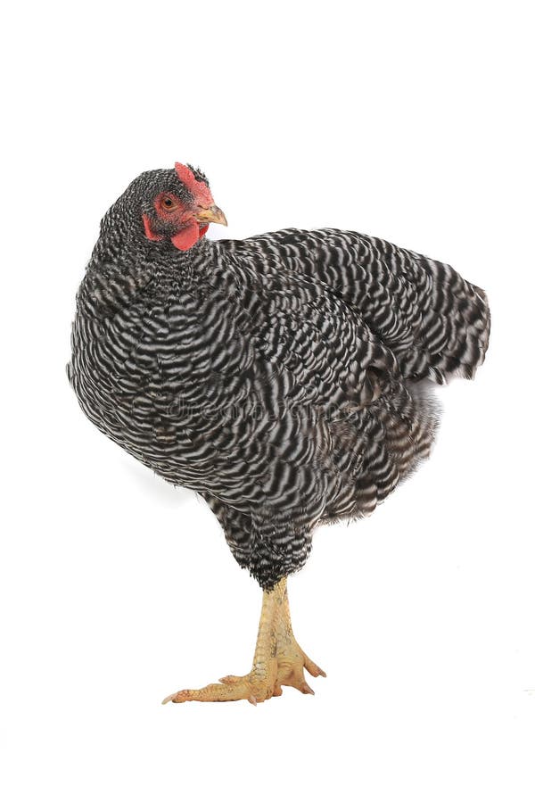 Grey hen stock image. Image of farming, rural, nature - 35691463
