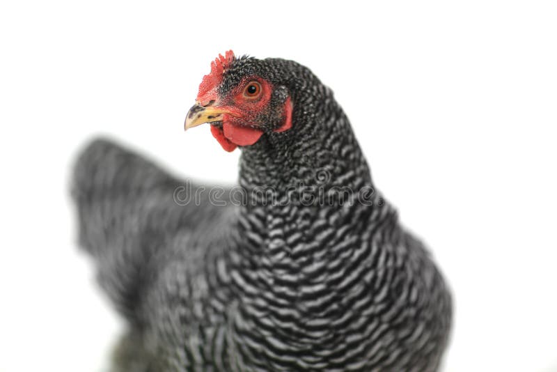 Grey hen stock image. Image of fowl, animals, farm, nature - 35691687