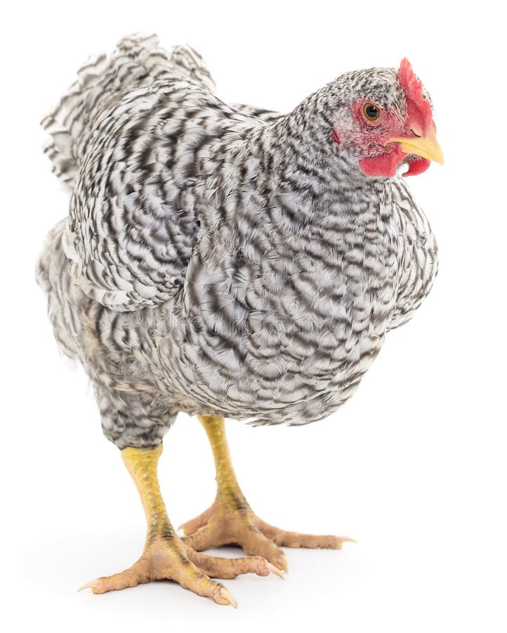 Grey hen stock photo. Image of grey, chicken, pets, female - 57214050