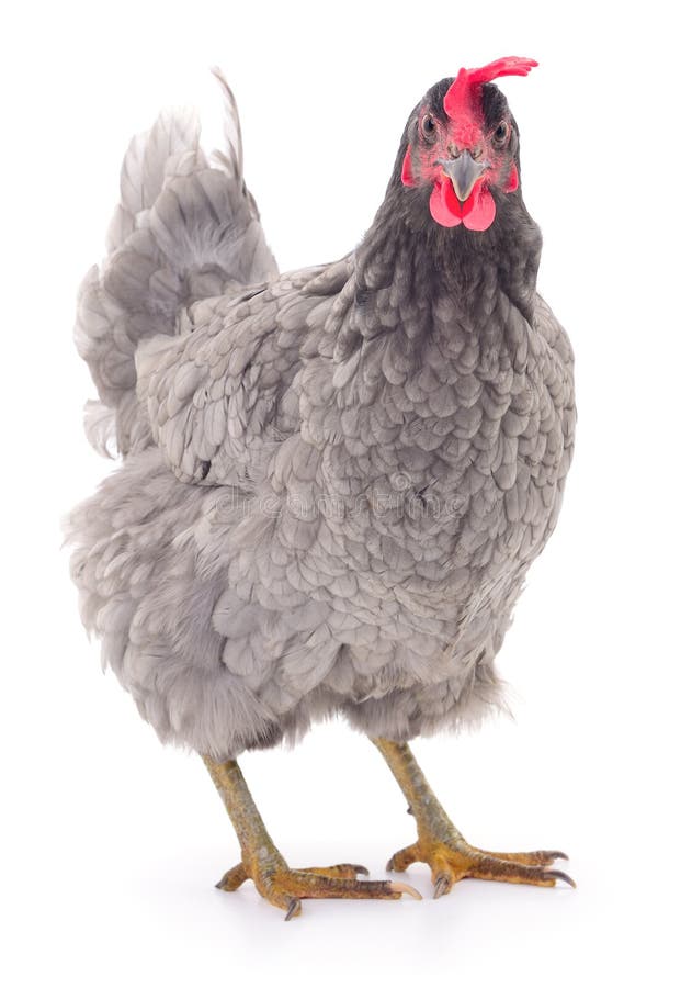 Grey hen isolated. stock photo. Image of livestock, grey - 90832780