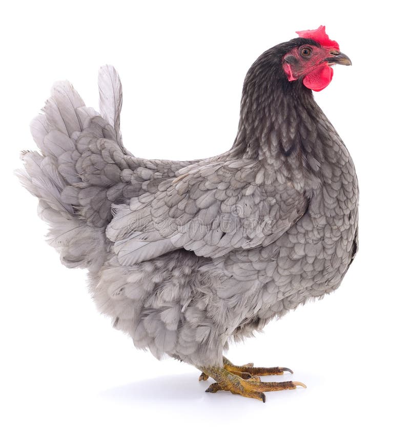 Grey hen with egg stock image. Image of agriculture, closeup - 20722097